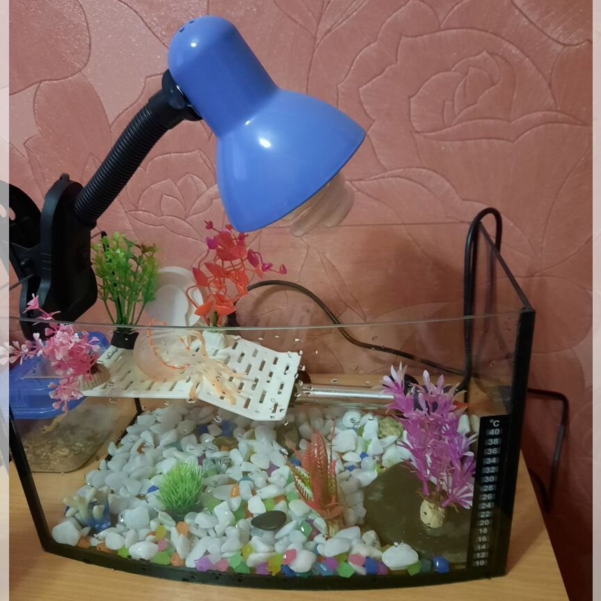 Аквариум со всем содержимым