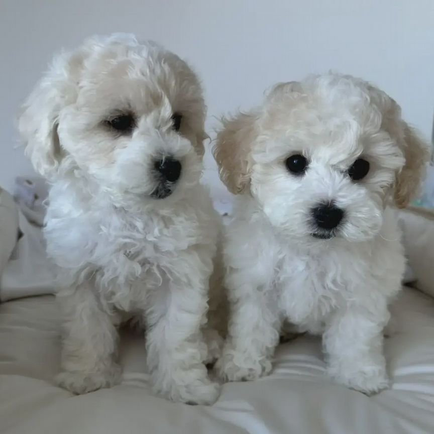 Бишон фризе, щенок