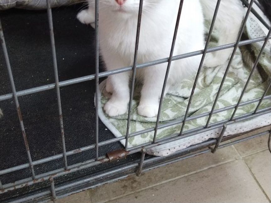 Кошка Зефирка в добрые руки