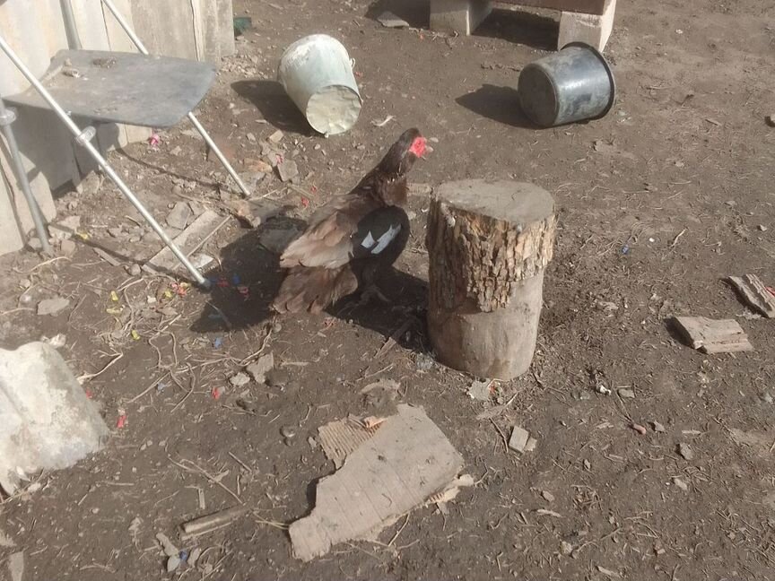 Селезень индоутки