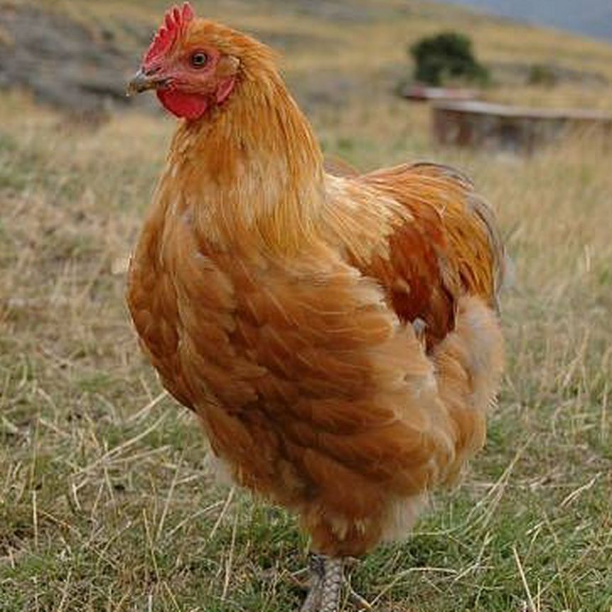 Куры несушки продам