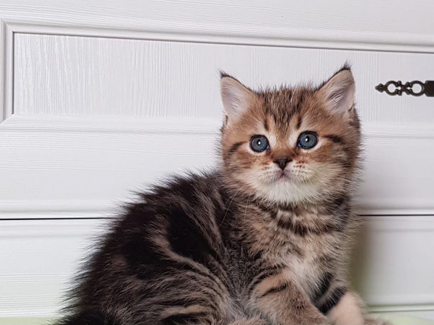 Шотландские котята