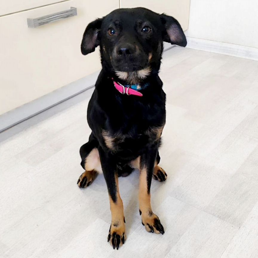 Собака кобель 1 год небольшой