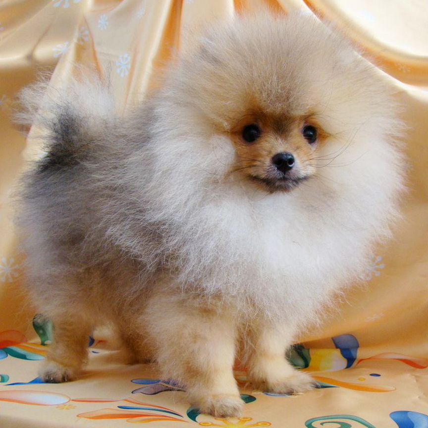 Шпиц красивый мальчишка