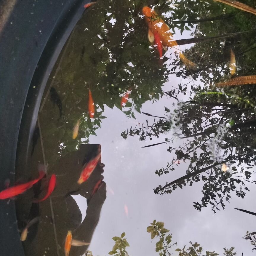 Рыбки прудовые