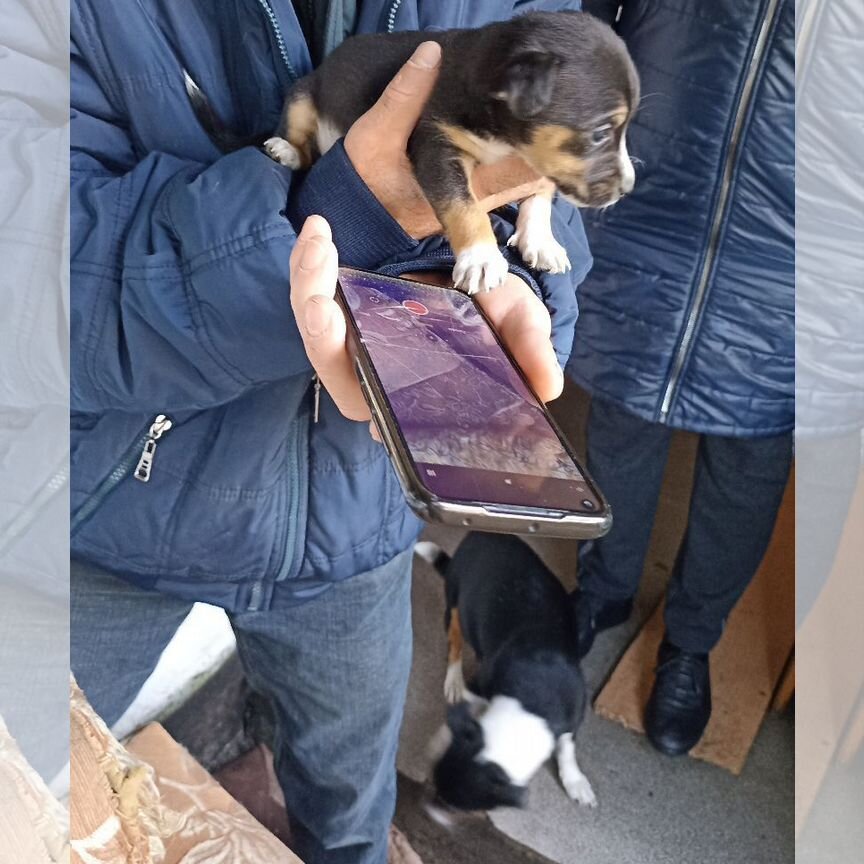 Щенки полукровки