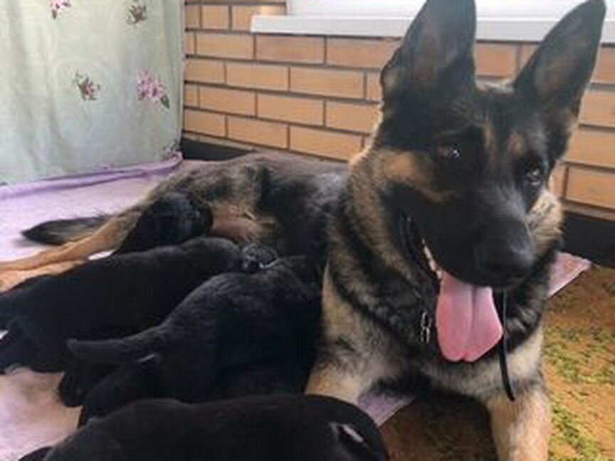 Здоровые щенки немецких вольерных овчарок