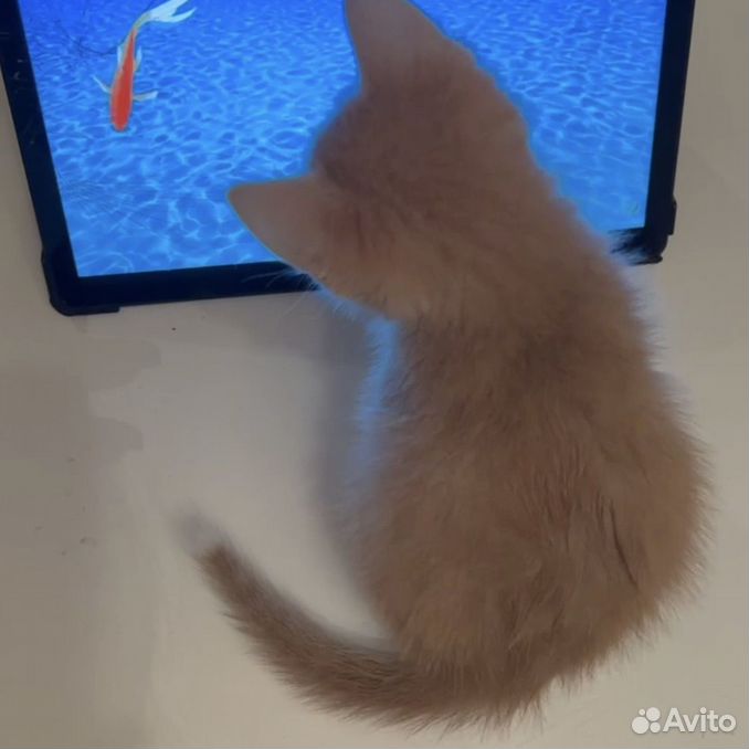 Рыжее счастье в подарок