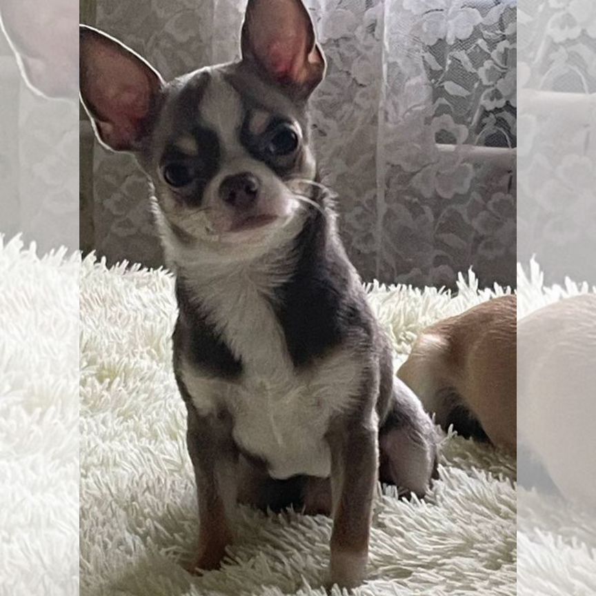 Вязка чихуахуа мини