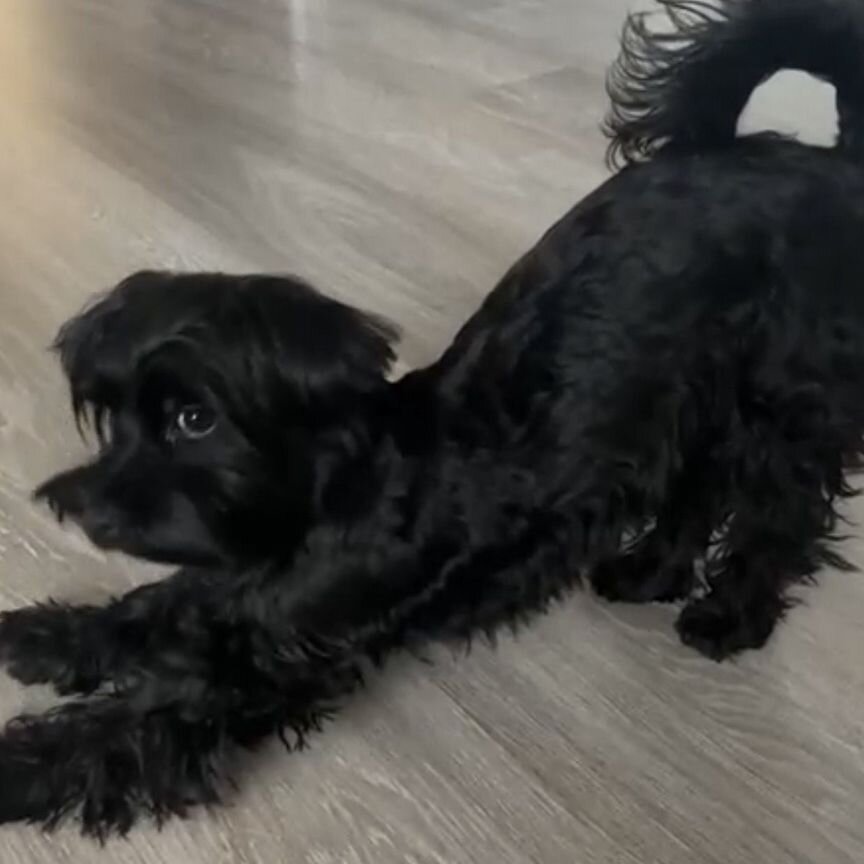 Йоркширский терьер, взрослая собака