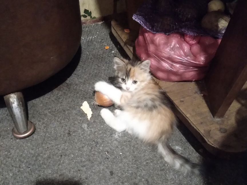 Отдам котят очень игривые кушают все