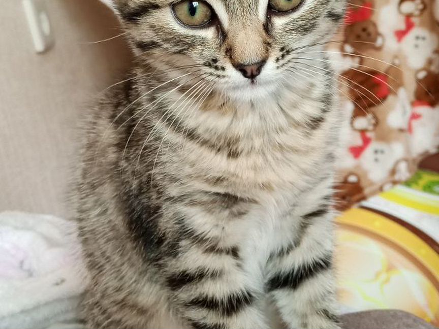 Кошка