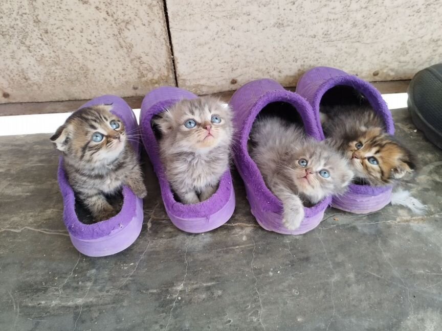 Котята в добрые руки