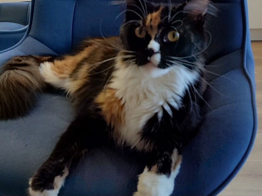 Котята Мэйн-Кун