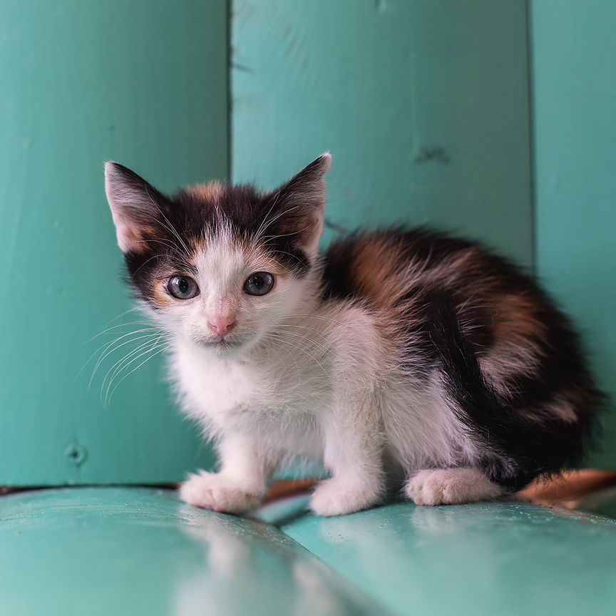 Котёнок Кира, 2 месяца