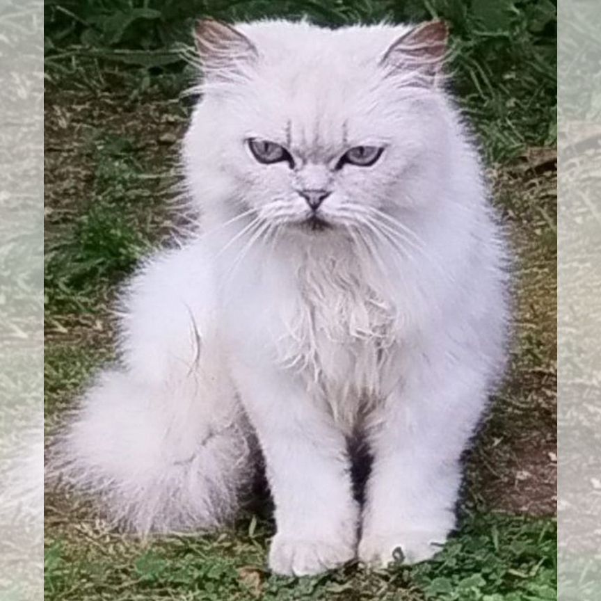 Котята в добрые руки бесплатно