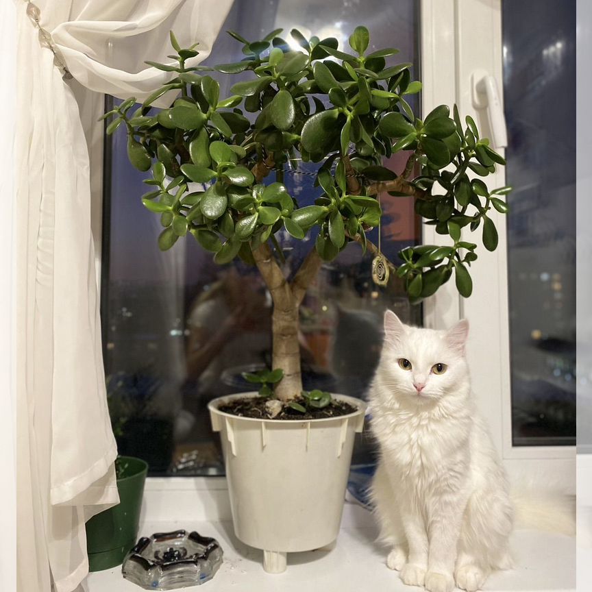 Вязка кошек турецкая ангора