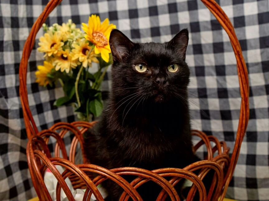 Котик в добрые руки