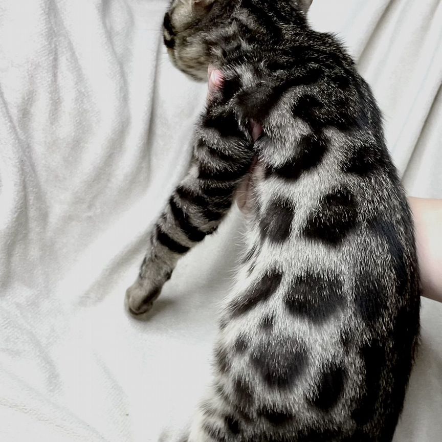 Котёнок угольный с документом