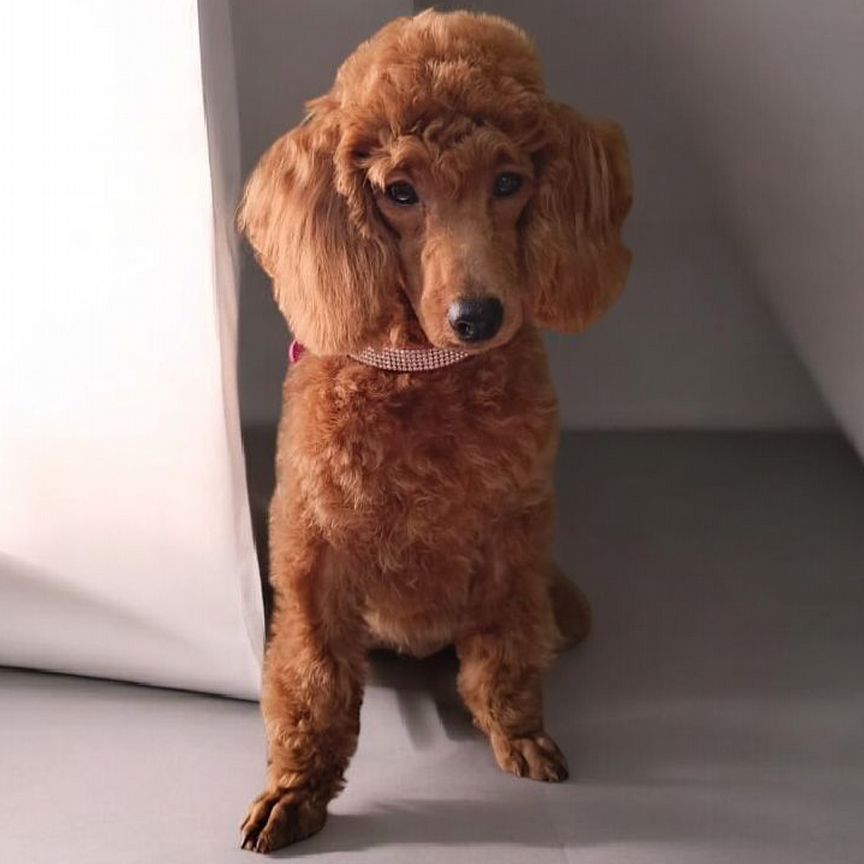 Пудель, взрослая собака