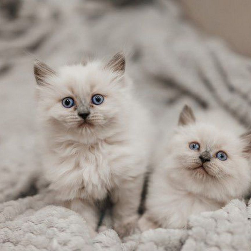 Невские маскарадные котята