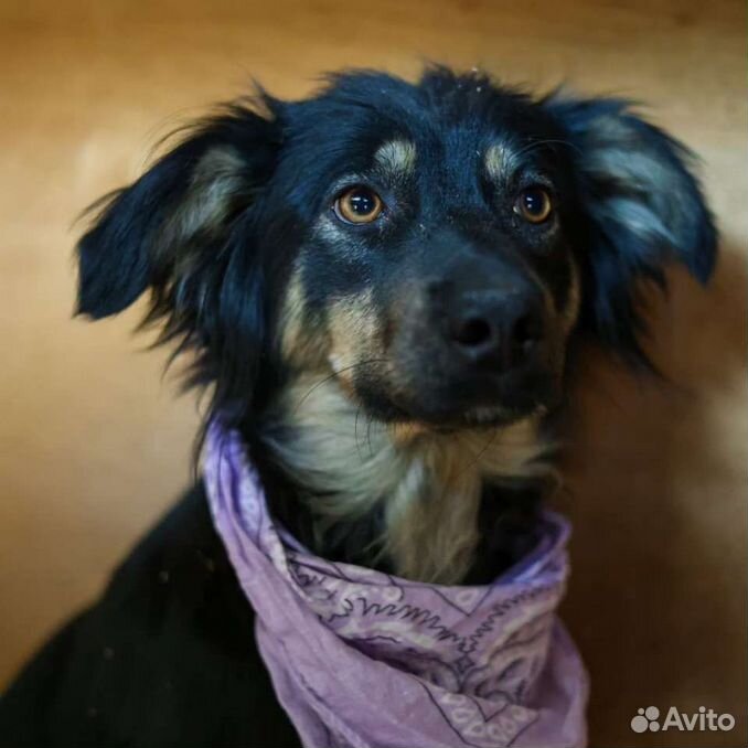 Собака маленькая Фифа