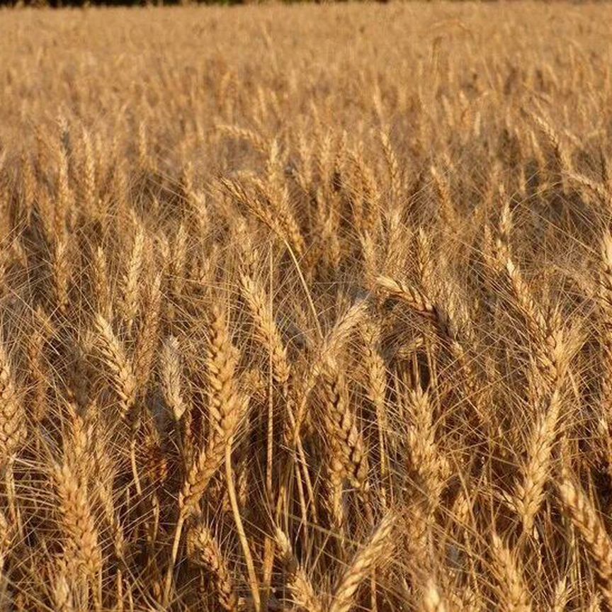 Пшеница твердых, ячмень, овес