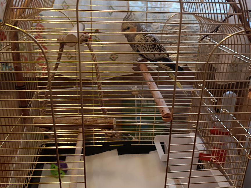 Попугай корелла с клеткой