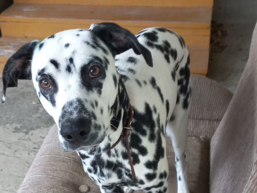 Далматинец в добрые руки
