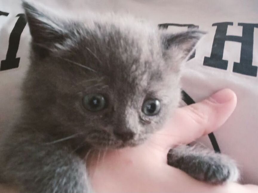 Британские котята