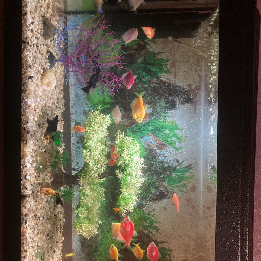 Аквариумные рыбки