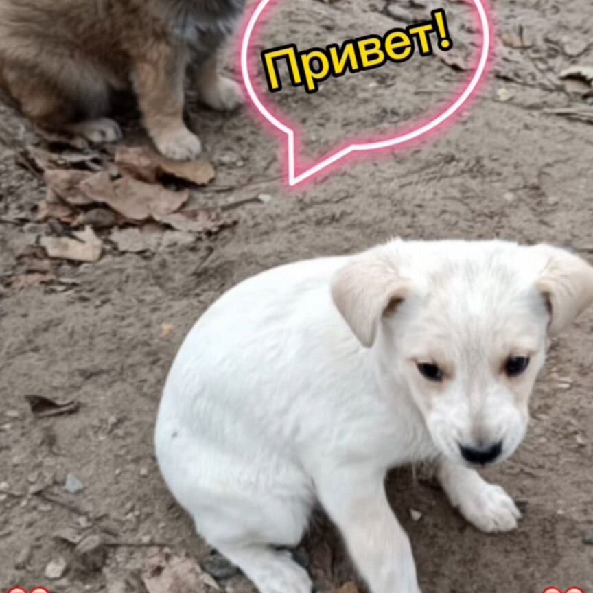 Уличные щенки из г. Благодарный ск в добрые руки
