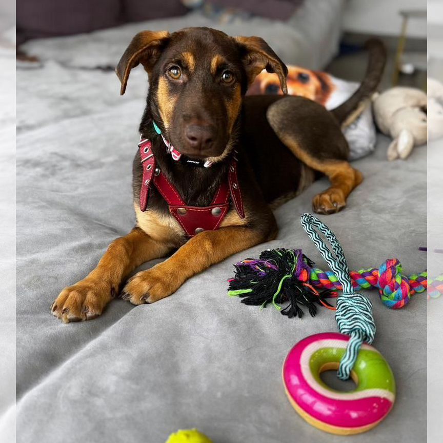 Взрослая собака в добрые руки