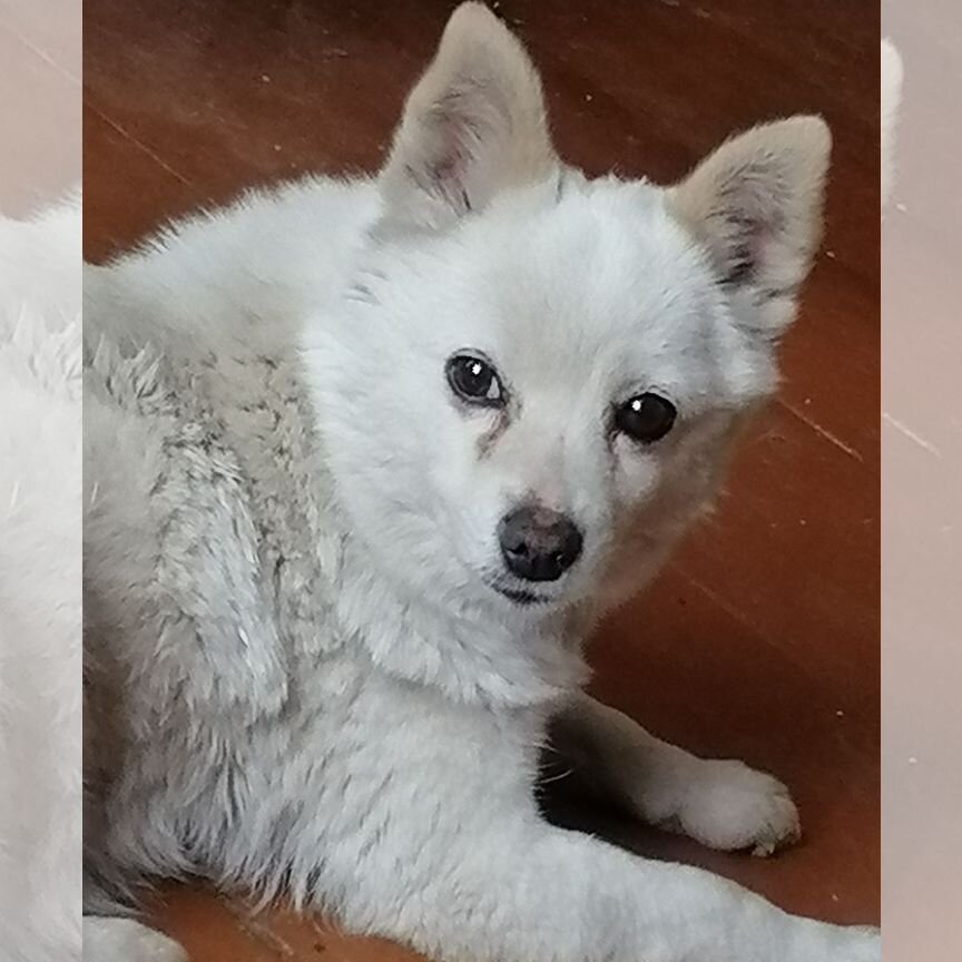 Взрослая собака в добрые руки