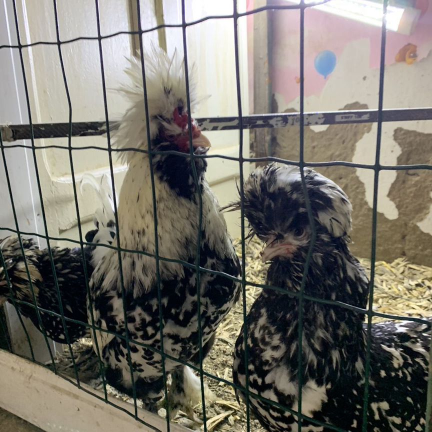 Павловское серебро семья