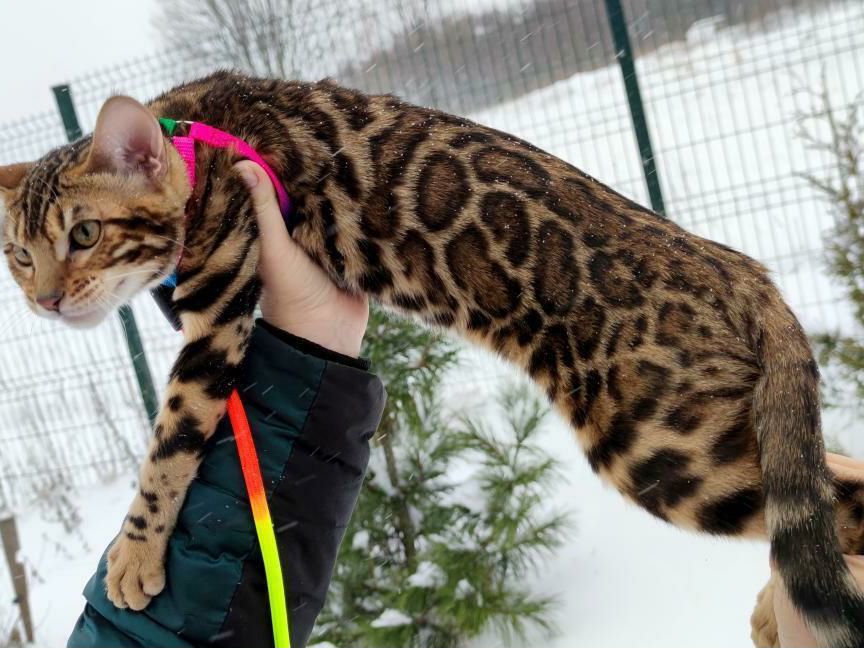 Бенгальская кошка в разведение