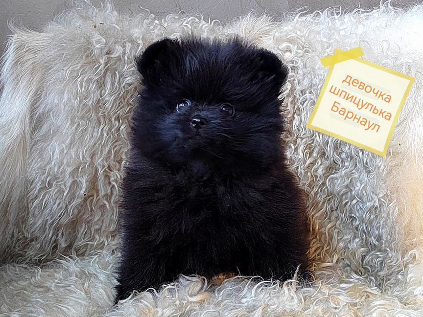 Померанский шпиц медвежьего типа девочка