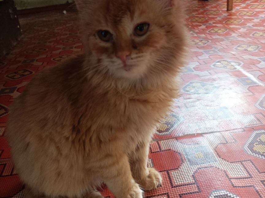 Кот рыжий