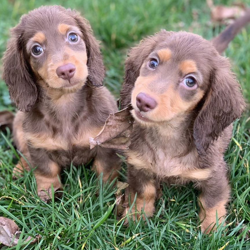 Карликовая такса, щенок