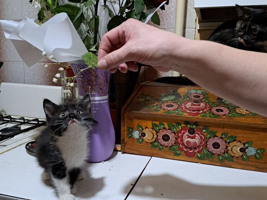 Кошка в дар бесплатно