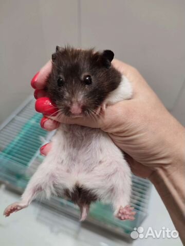 Сирийский хомяк с клеткой