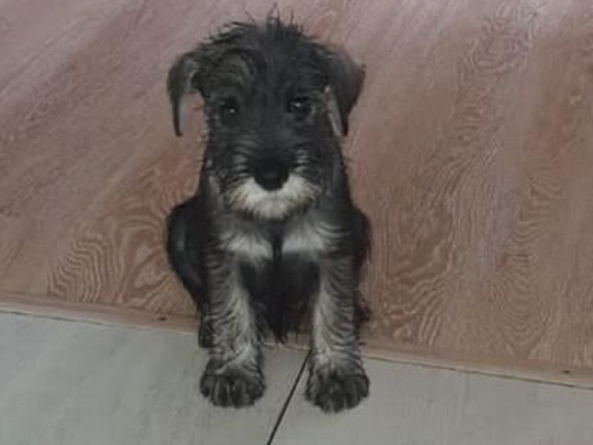 Миттельшнауцер