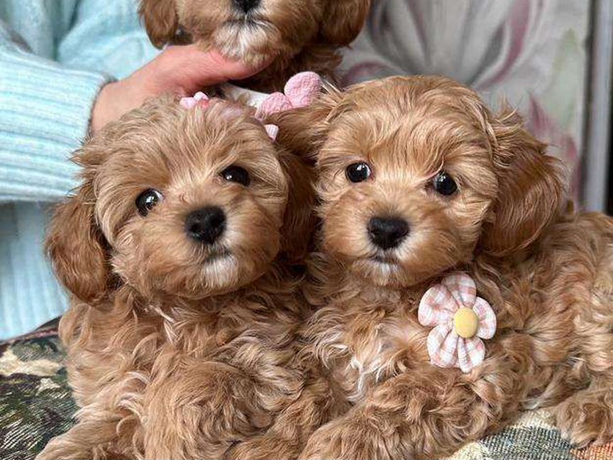 Красные Мальтипу F1 девочки