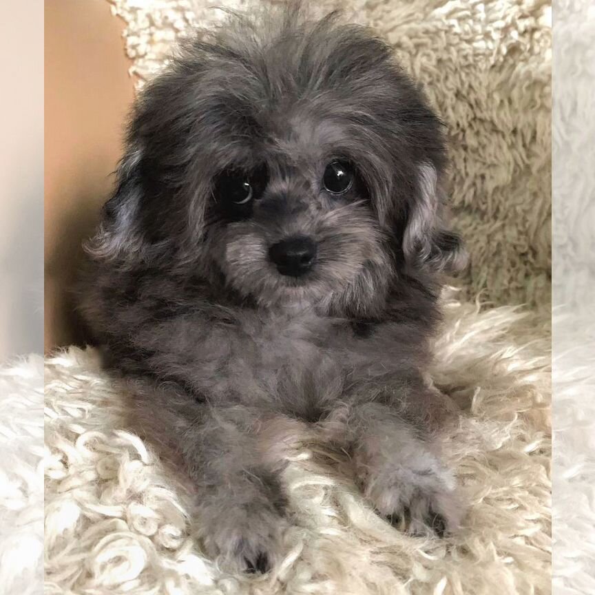 Чудный малыш мальтипу