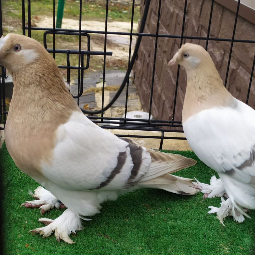 Голубь носочубая сарикофа