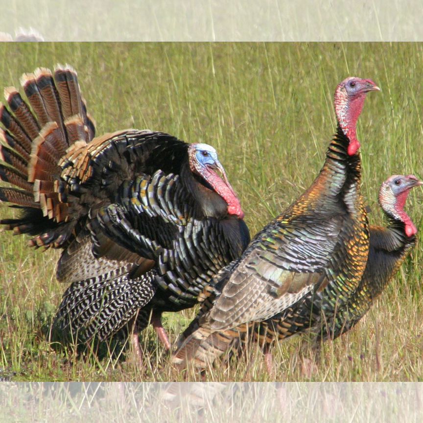 Семья индюков северокавказская бронза
