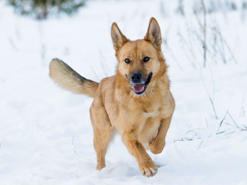Вегас - красивый пес в дом