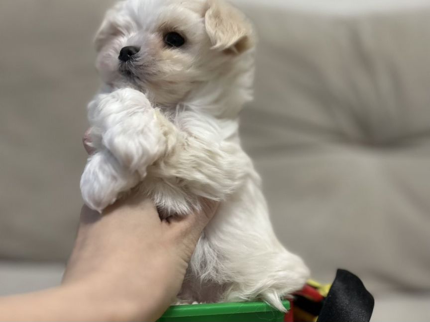 Продам щенков мальтезе