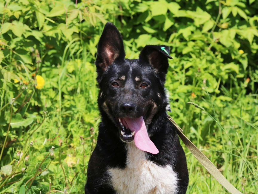 Пёс Патрон в добрые руки