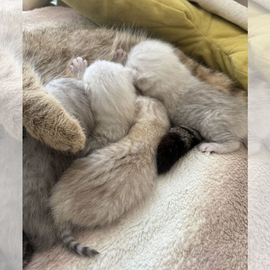 Бронировани котят